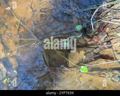 low spearwort (Ranunculus pusillus Stock Photo - Alamy
