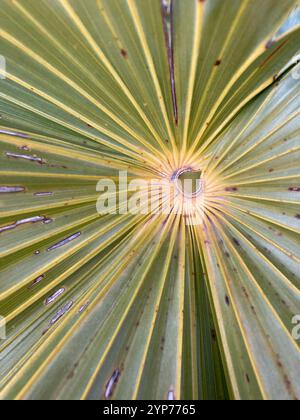 Key Thatch Palm (Leucothrinax morrisii Stock Photo - Alamy
