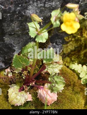 shy monkeyflower (Erythranthe nasuta Stock Photo - Alamy