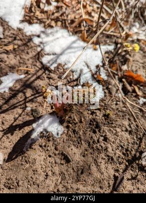 Fernleaf Biscuitroot (Lomatium dissectum Stock Photo - Alamy