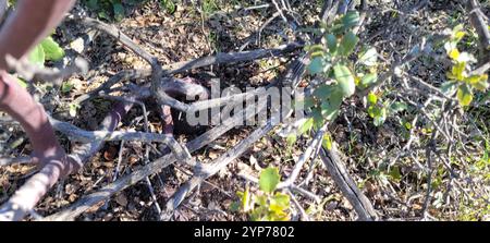 Transverse Range Manzanita (Arctostaphylos glandulosa mollis Stock ...