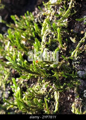 fan moss (Forsstroemia trichomitria Stock Photo - Alamy