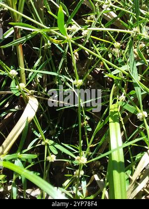 Lesser Joyweed (Alternanthera denticulata Stock Photo - Alamy