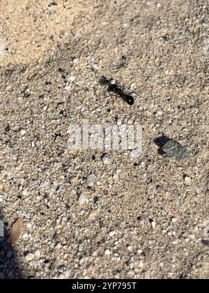 Black Harvester Ant (Veromessor pergandei), Insecta, Anza-Borrego ...