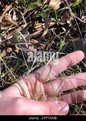 Slender Oak Sedge (Carex albicans australis Stock Photo - Alamy