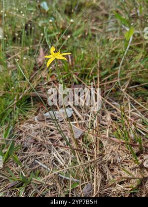 fringed star grass (Hypoxis juncea Stock Photo - Alamy