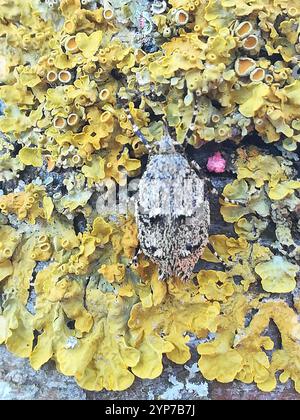 March Tubic (Diurnea fagella Stock Photo - Alamy