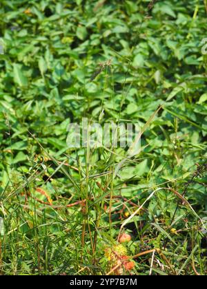 Jungle Rice (Echinochloa colonum Stock Photo - Alamy