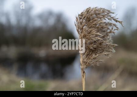 Moor landscape with canals, reeds and shrubs Stock Photo - Alamy