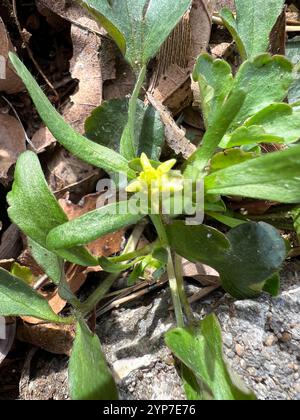 rock buttercup (Ranunculus micranthus Stock Photo - Alamy
