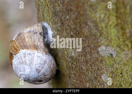 Closeup shot of tree snail shell on a wooden surface Stock Photo - Alamy