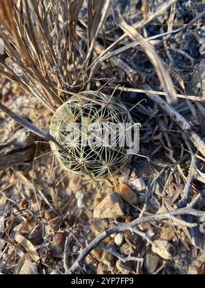 Miniature Barrel Cactus (Hamatocactus setispinus Stock Photo - Alamy