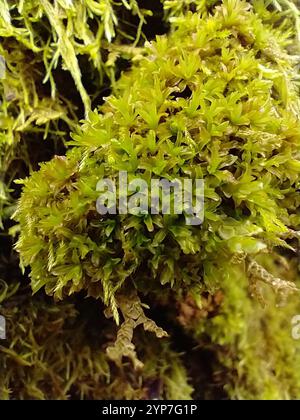 Water Screw-moss (Syntrichia latifolia Stock Photo - Alamy