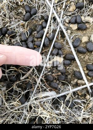 Even-toed Ungulates and Cetaceans (Artiodactyla) Mammalia Stock Photo ...
