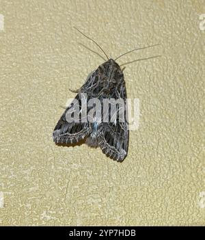 Oriental leafworm moth (Spodoptera litura Stock Photo - Alamy