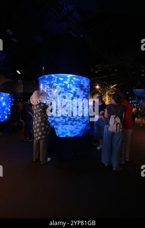 Visitors enjoying and photographing clear jelly fish in a big, blue ...