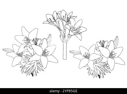 Set of lily bouquets in doodle style. Vector illustration isolated on white background Stock ...
