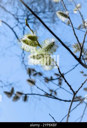 A close-up view of the fluffy catkins of a willow tree in a spring ...