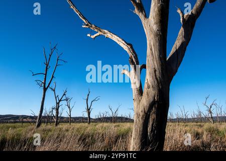 Red gums and grassy woodland in the Winton Wetlands. Benalla, Victoria ...
