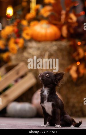 Small cute chocolate Chihua-hua dog halloween portrait with pumpkins ...