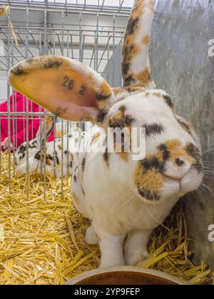 Rex Dalmatian black-and-yellow spotted Rabbit at the National ...