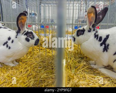 Rex Dalmatian black spotted Rabbit at the National exhibition of ...