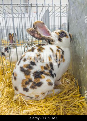 Rex Dalmatian black-and-yellow spotted Rabbit at the National ...