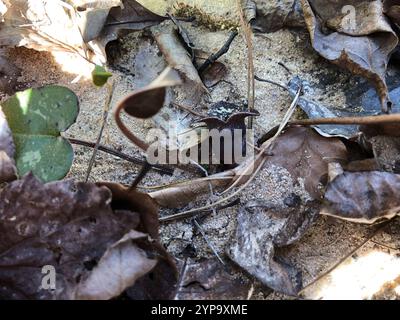 little heartleaf (Asarum minus Stock Photo - Alamy