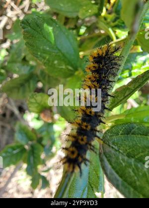 Western Sheep Moth (Hemileuca eglanterina) Insecta Stock Photo - Alamy