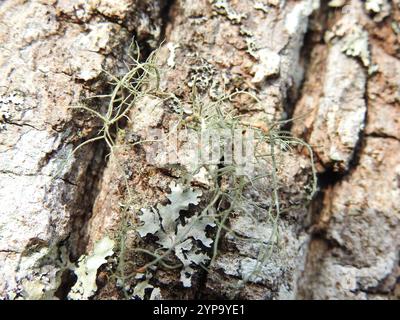 Red Beard Lichen (Usnea rubicunda Stock Photo - Alamy