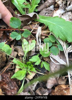 Early Buttercup (Ranunculus fascicularis Stock Photo - Alamy