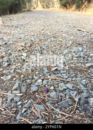 Red Jewel Bug (Choerocoris paganus) Insecta Stock Photo - Alamy