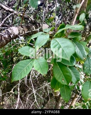 Red Currant-rhus (Searsia chirindensis Stock Photo - Alamy
