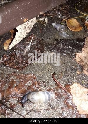 Decollate Snail (Rumina decollata Stock Photo - Alamy