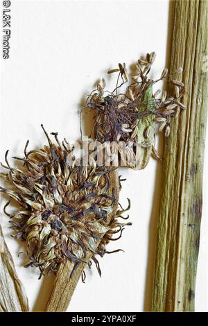 Narrow-leaved Bur-reed (Sparganium angustifolium) Plantae Stock Photo ...