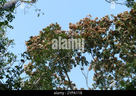Spanish Elm (Cordia gerascanthus Stock Photo - Alamy