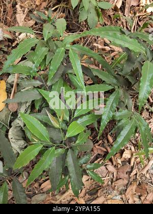 false ashoka (Monoon longifolium Stock Photo - Alamy