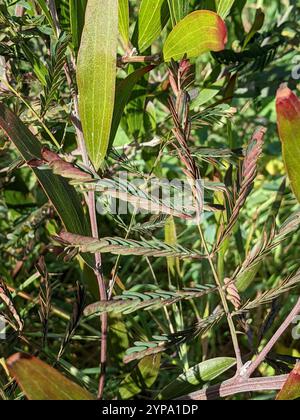 Acacias, Mimosas, mesquites, and allies (Mimosoideae) Plantae Stock ...