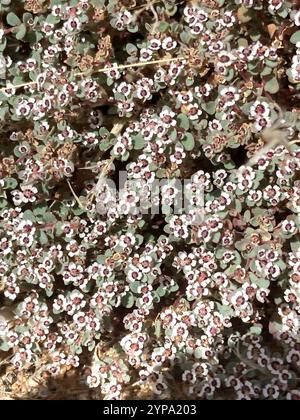 red-gland spurge (Euphorbia melanadenia Stock Photo - Alamy