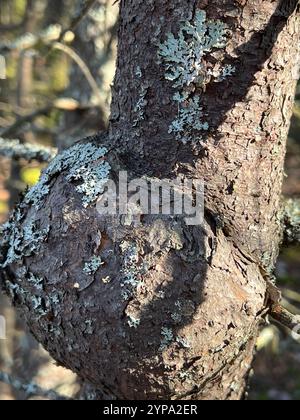 bacterial crown gall (Agrobacterium radiobacter Stock Photo - Alamy