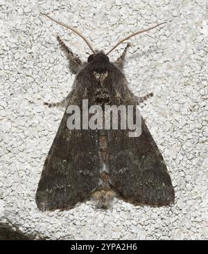 Roland's Sallow (Psaphida rolandi Stock Photo - Alamy