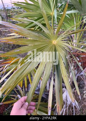 Key Thatch Palm (Leucothrinax morrisii Stock Photo - Alamy
