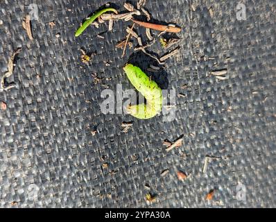 Speckled Green Fruitworm Moth (Orthosia hibisci Stock Photo - Alamy