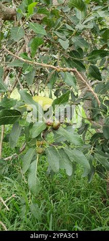 Sandpaper Fig (Ficus opposita Stock Photo - Alamy