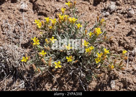 Mountain Bladderpod (Physaria montana Stock Photo - Alamy
