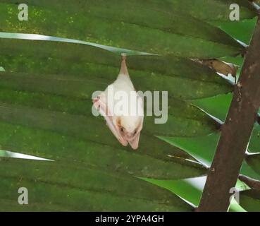 Northern Ghost Bat (Diclidurus albus Stock Photo - Alamy