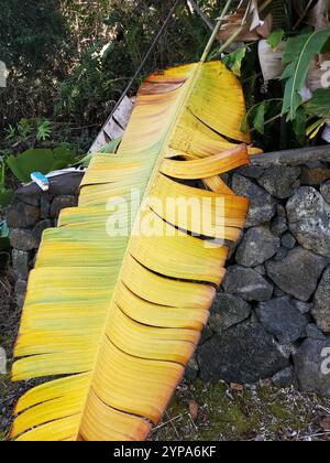 Banana Family (Musaceae Stock Photo - Alamy