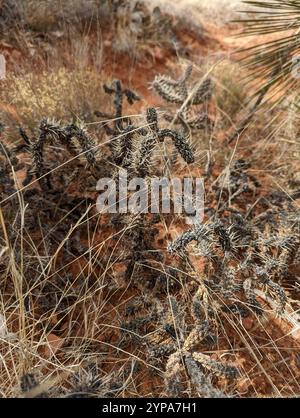 Whipple Cholla (Cylindropuntia whipplei Stock Photo - Alamy