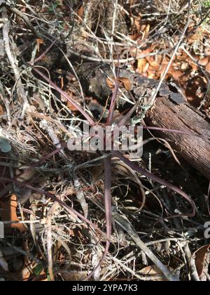Balbis' airplant (Tillandsia balbisiana Stock Photo - Alamy