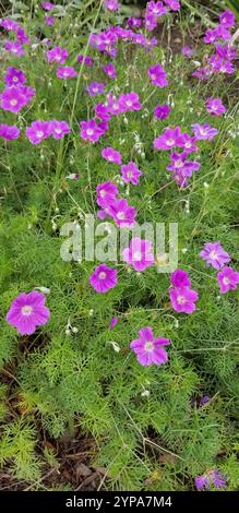 carpet crane's-bill (Geranium incanum) Plantae Stock Photo - Alamy
